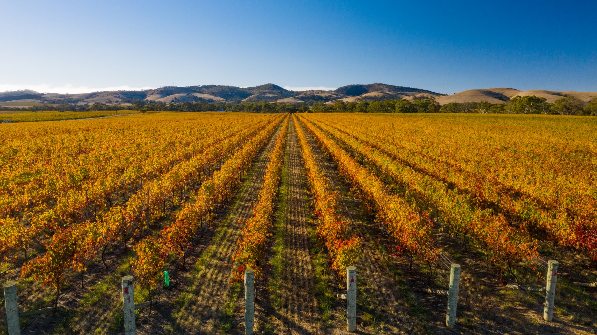 About | Growing Country