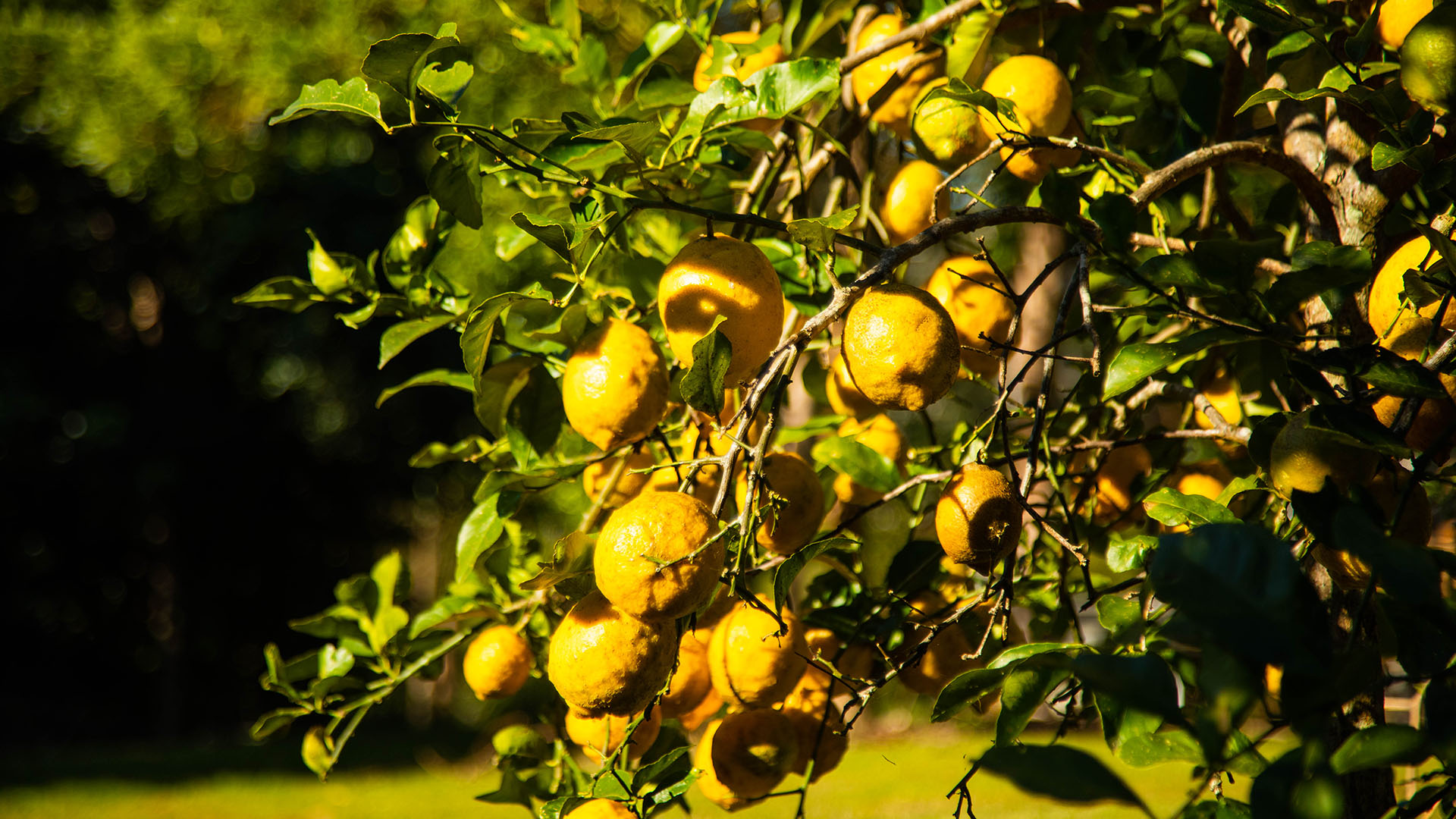 Produce Types | Growing Country