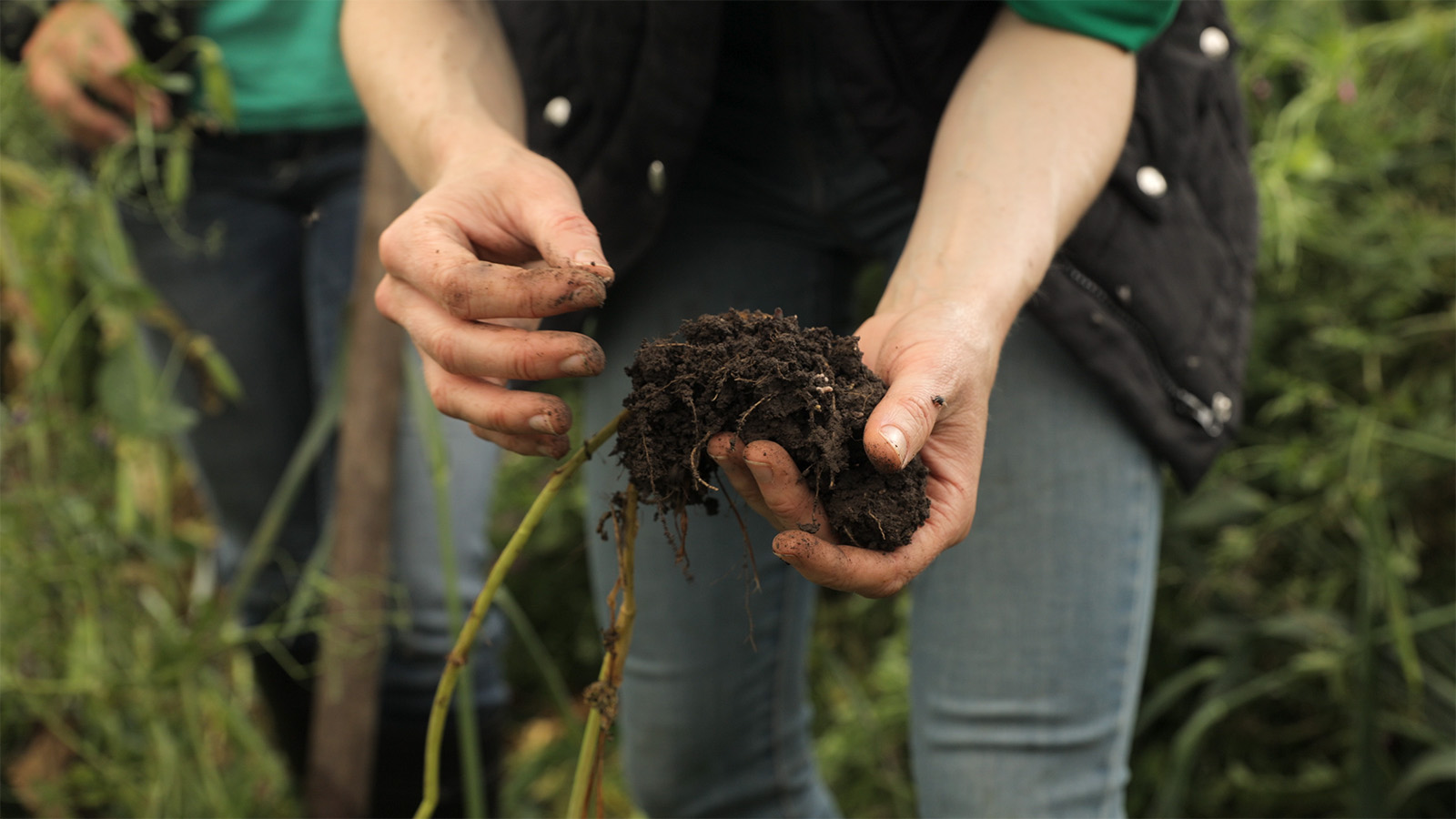 Multi-species forages: The recipe for pasture success