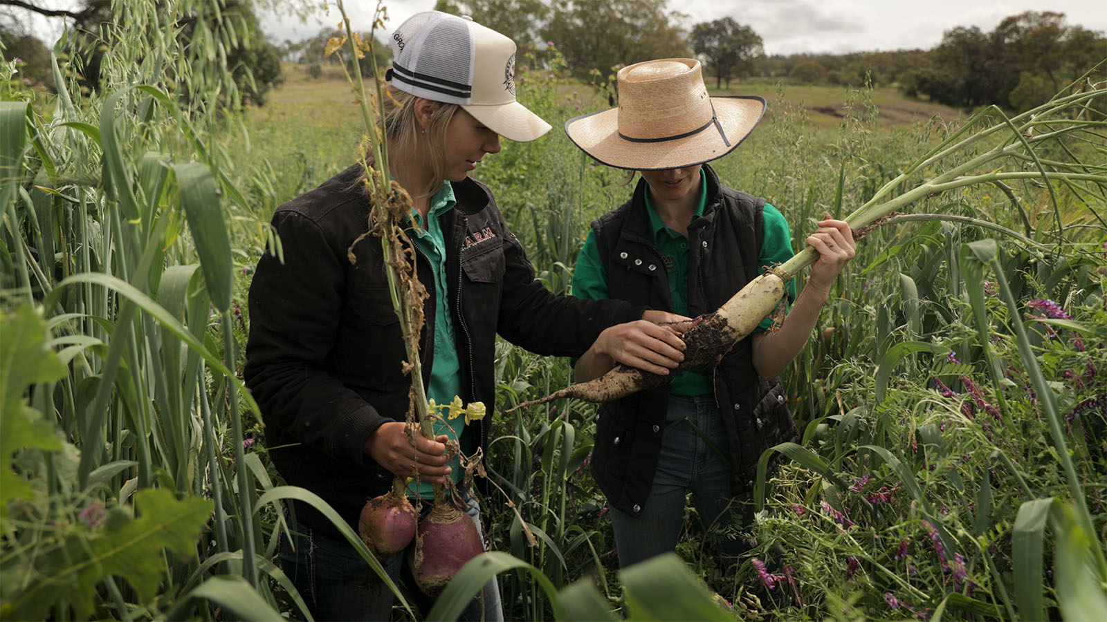 Research proves livestock can self-medicate in diverse pasture systems ...