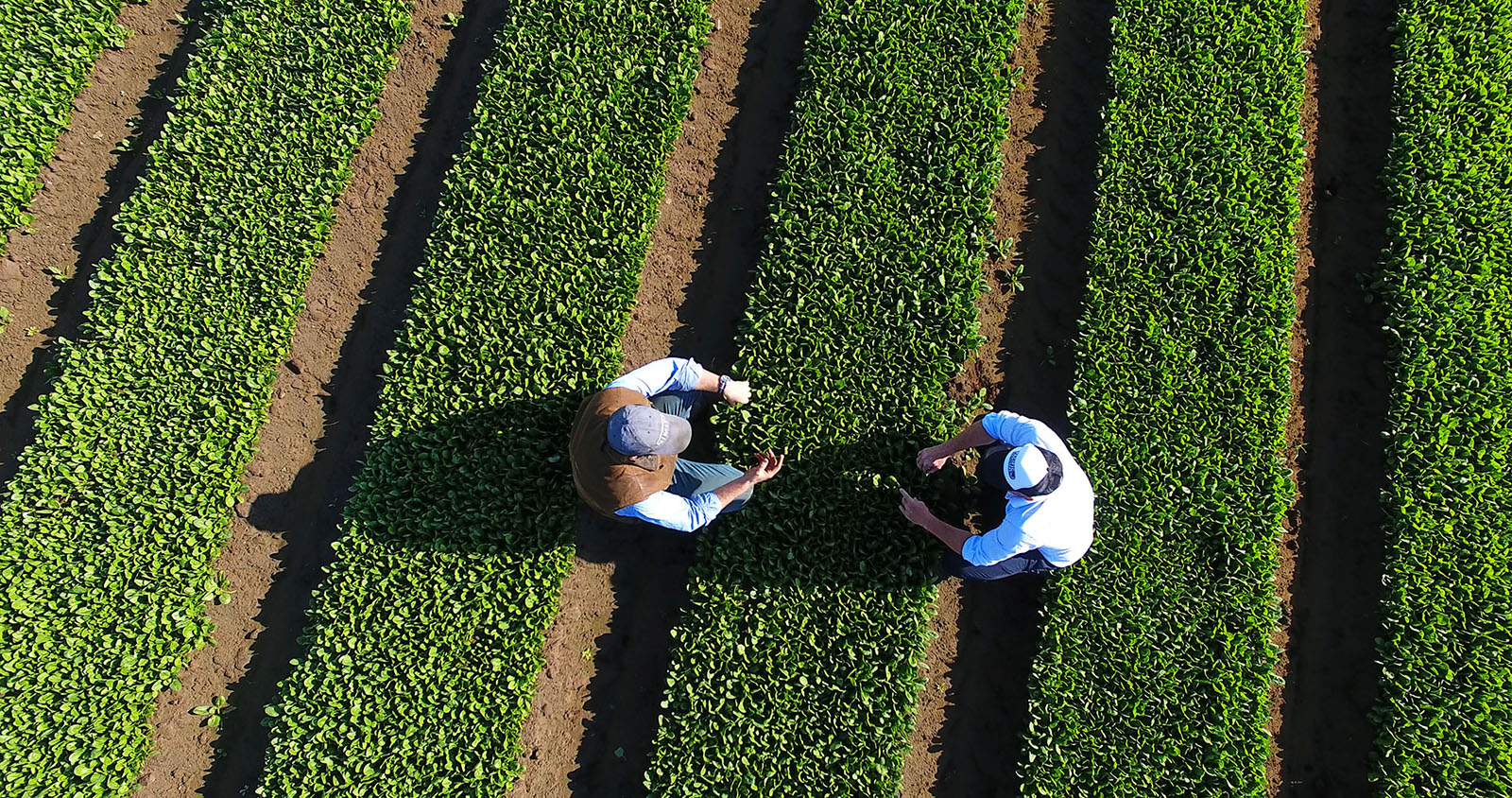 Mixed farming on Mulyan: Agile, resilient and profitable