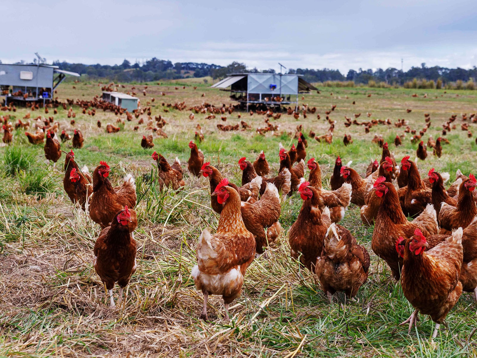 Forage Farms - The Natural Sequence Farming experiment