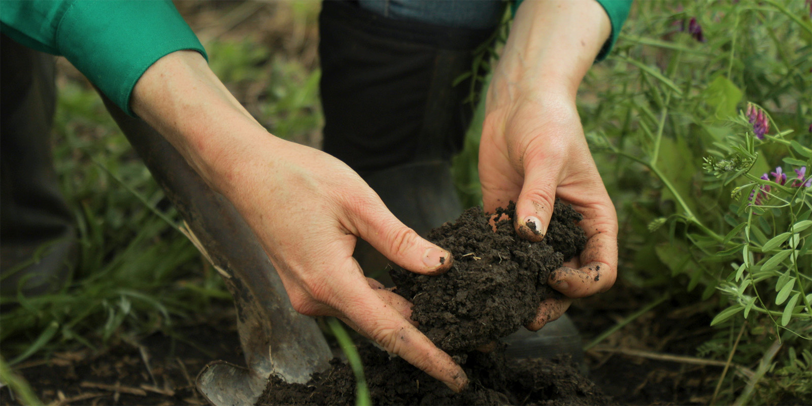 Understanding the Soil Food Web | Growing Country