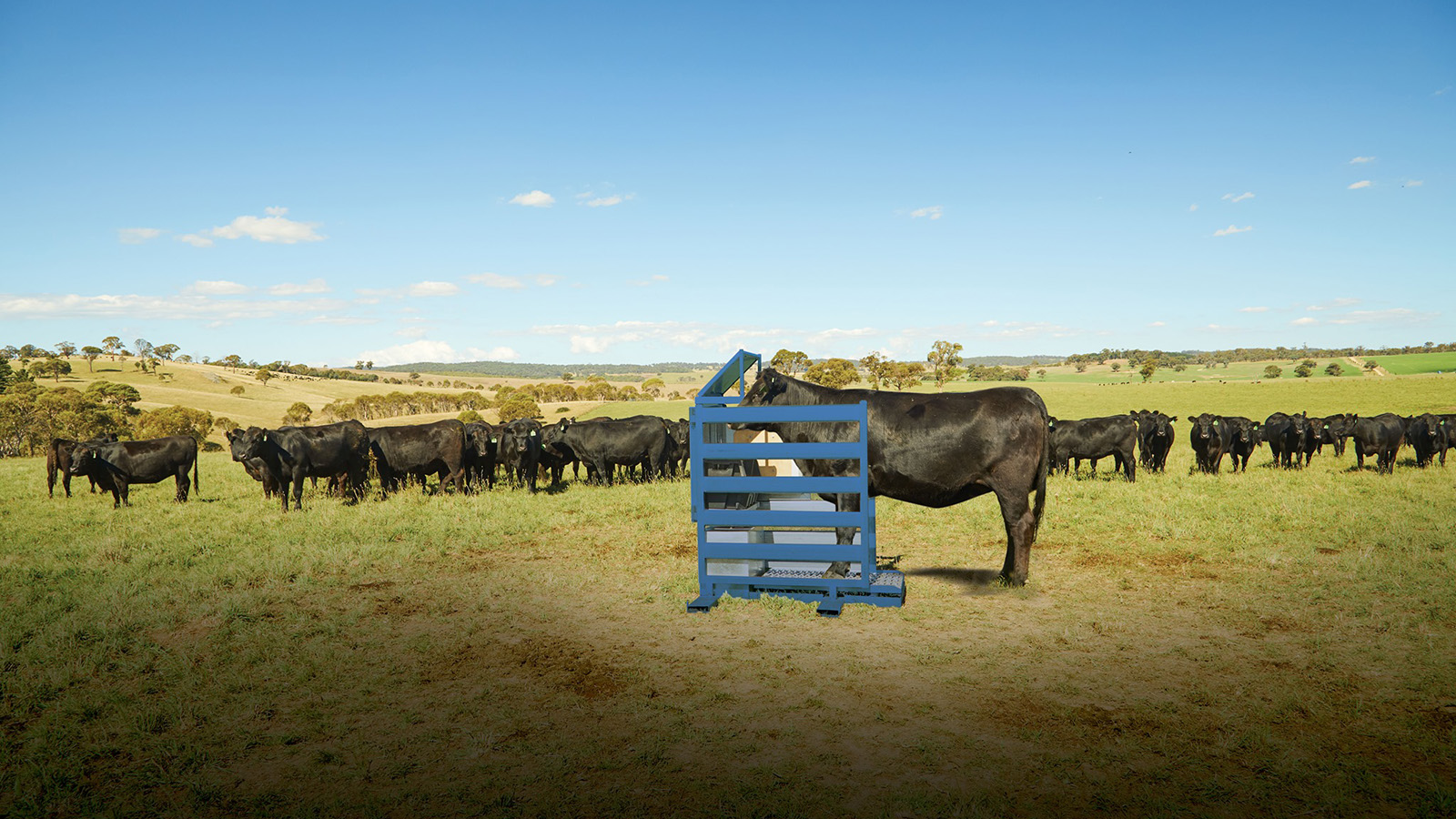 In-paddock weighing - A breakthrough in cattle management