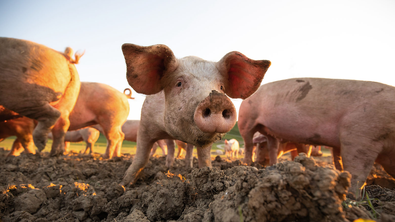 Gooralie Free Range Pork - Farm Overview | Growing Country