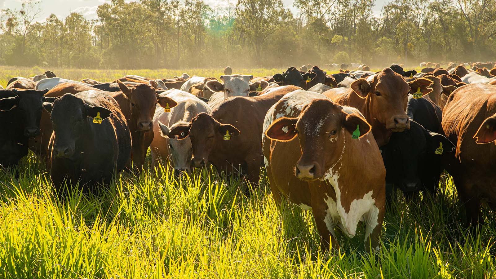 Time-controlled grazing improves profitability, health and resilience ...