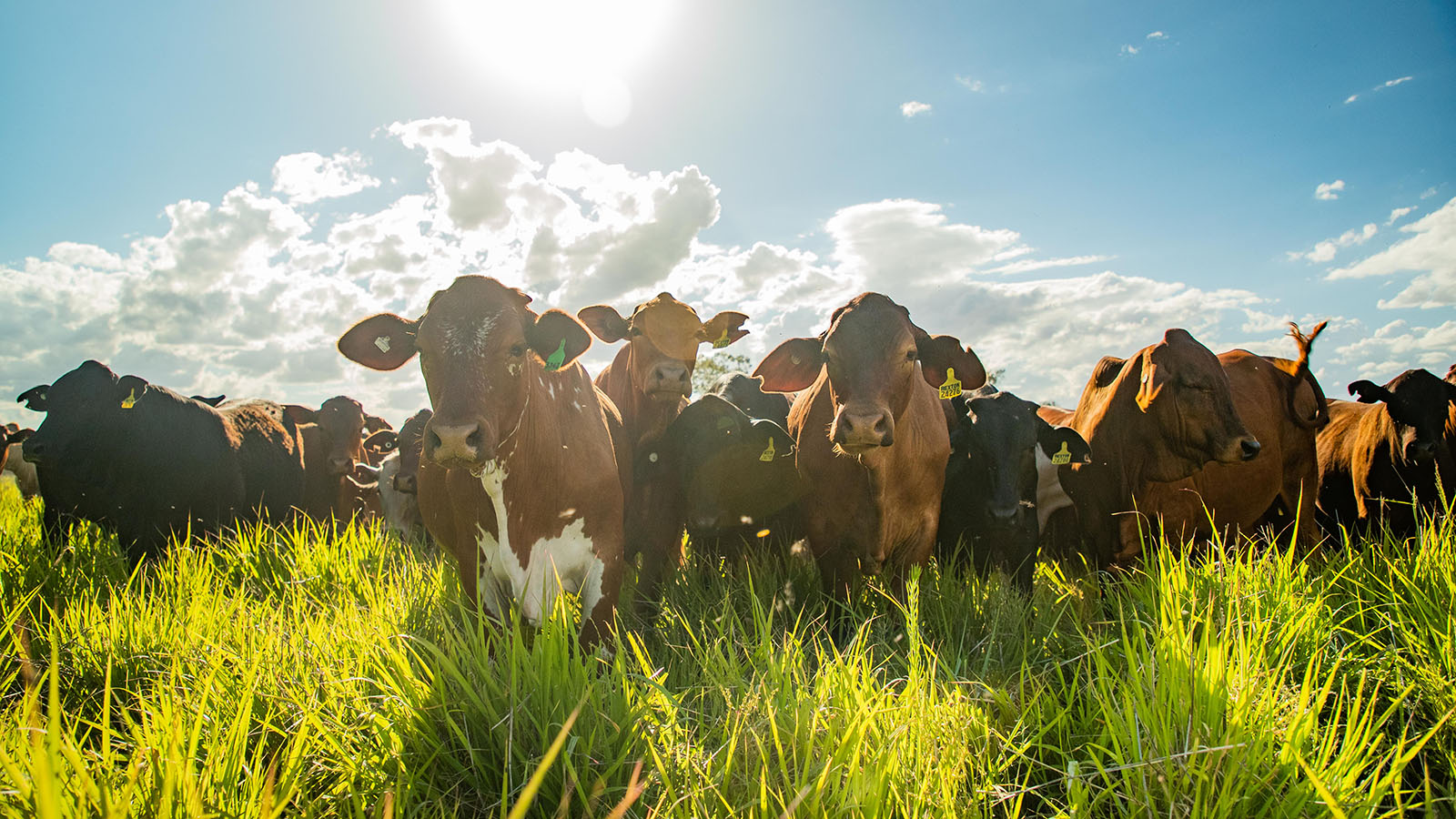 Livestock Articles | Growing Country