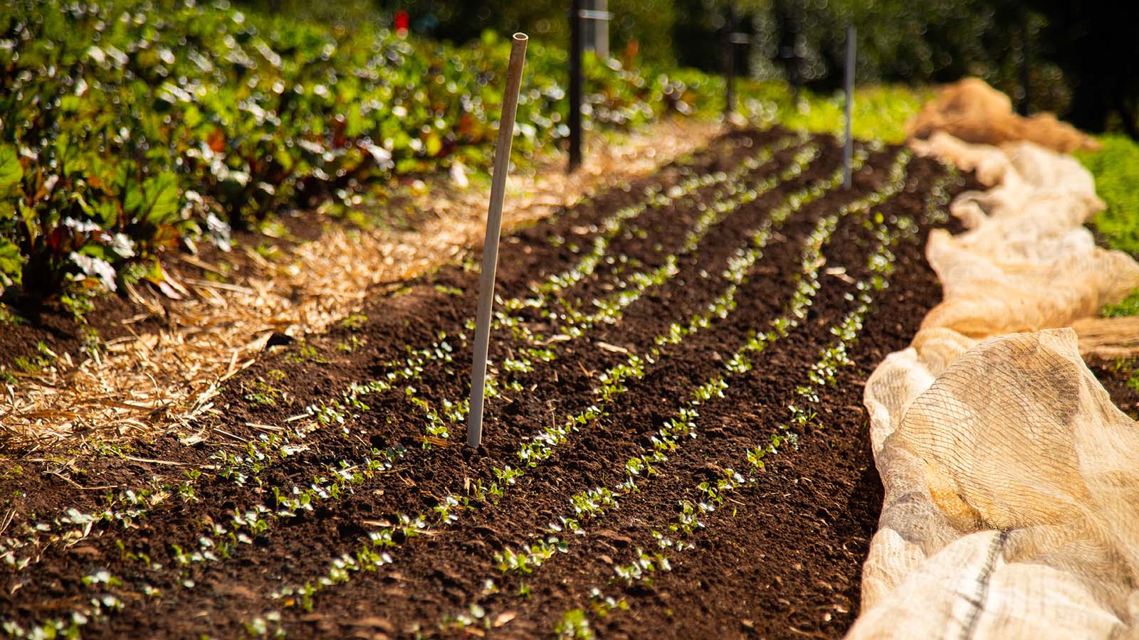 Restoring the Soil Food Web | Growing Country