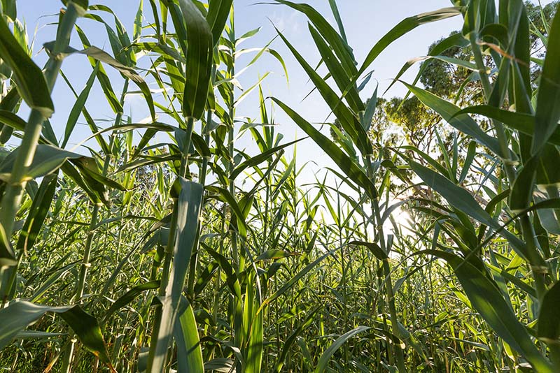 Taming the devil's grass at Temple Bruer